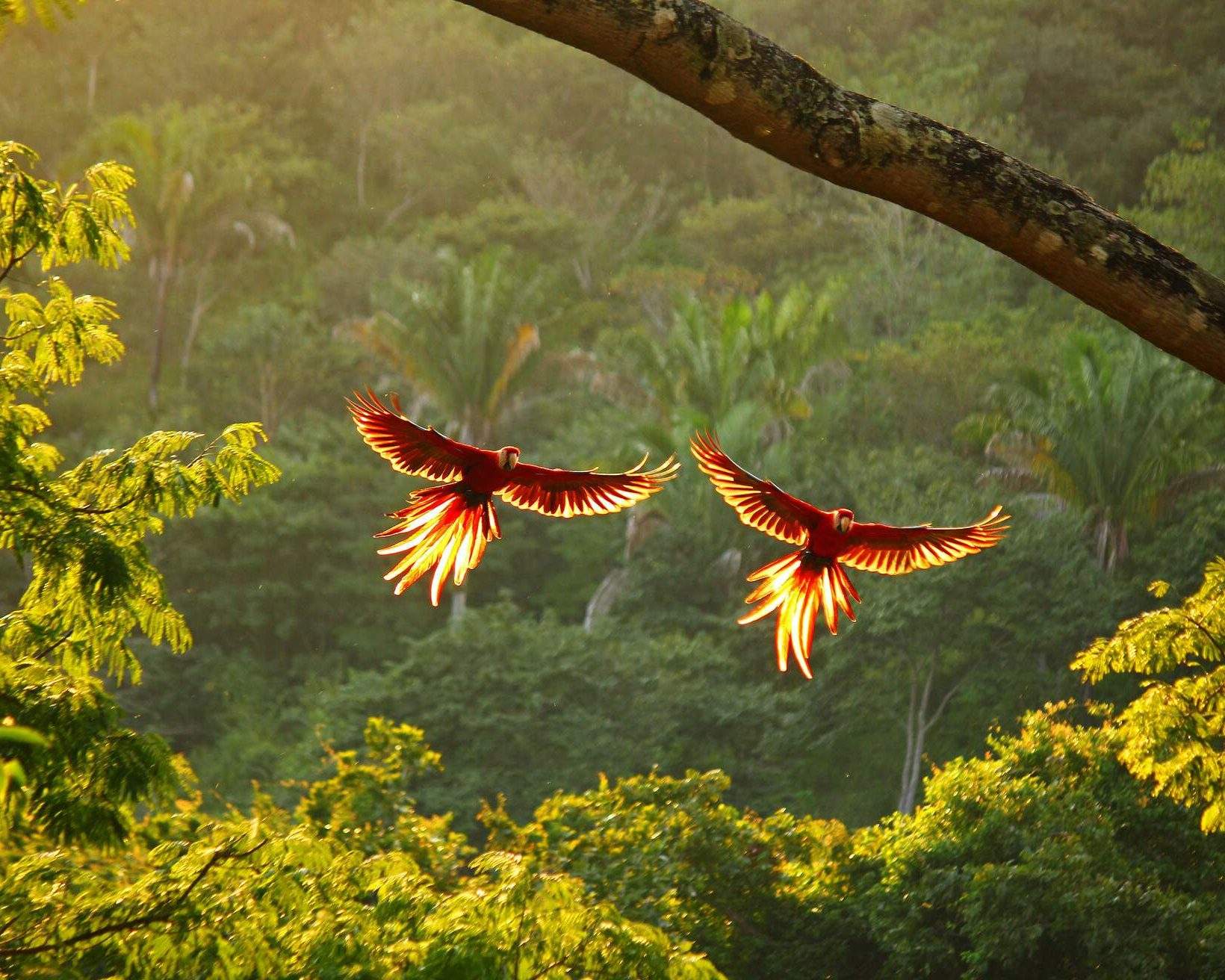 Notre guide pour tout savoir sur que faire au Costa Rica | KAYAK