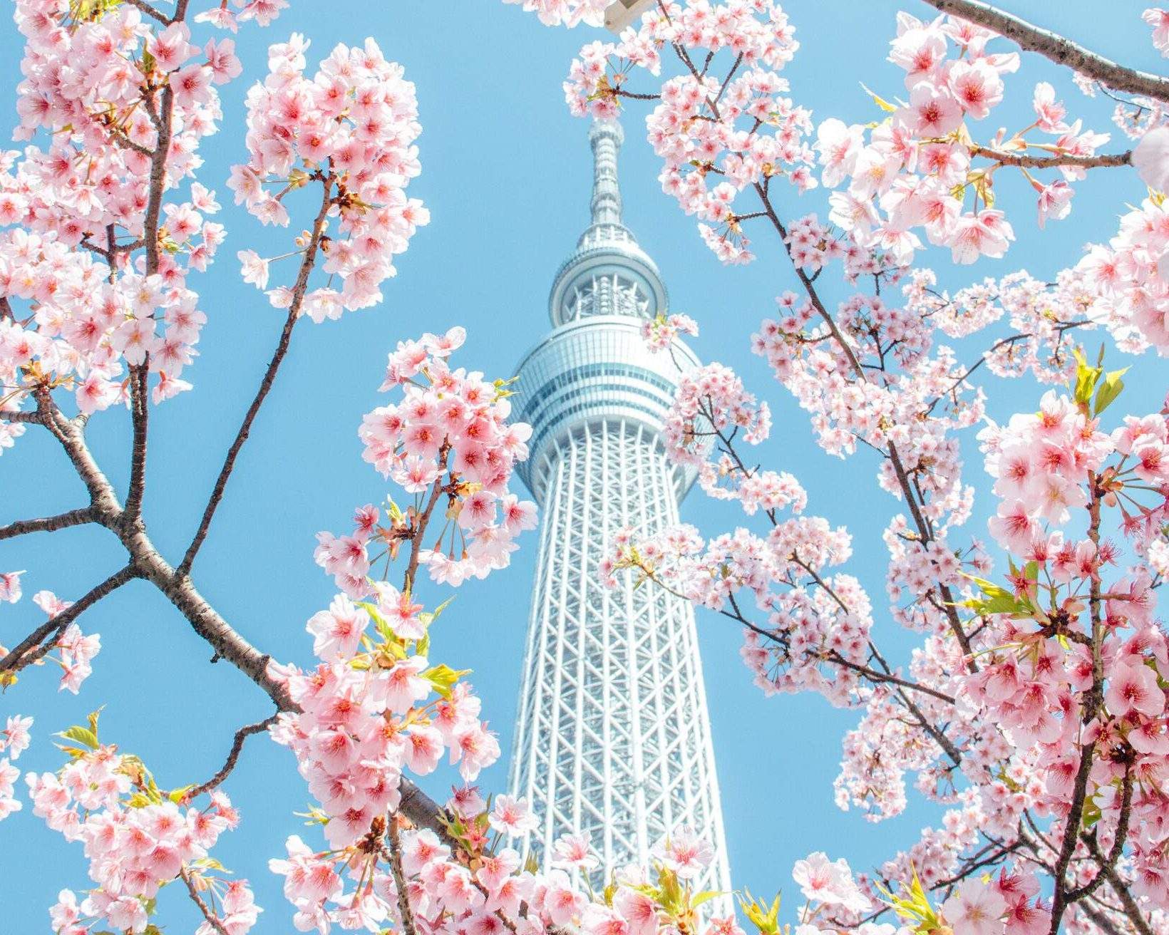 Que faire à Tokyo ? Nos 12 endroits coups de cœur. | KAYAK
