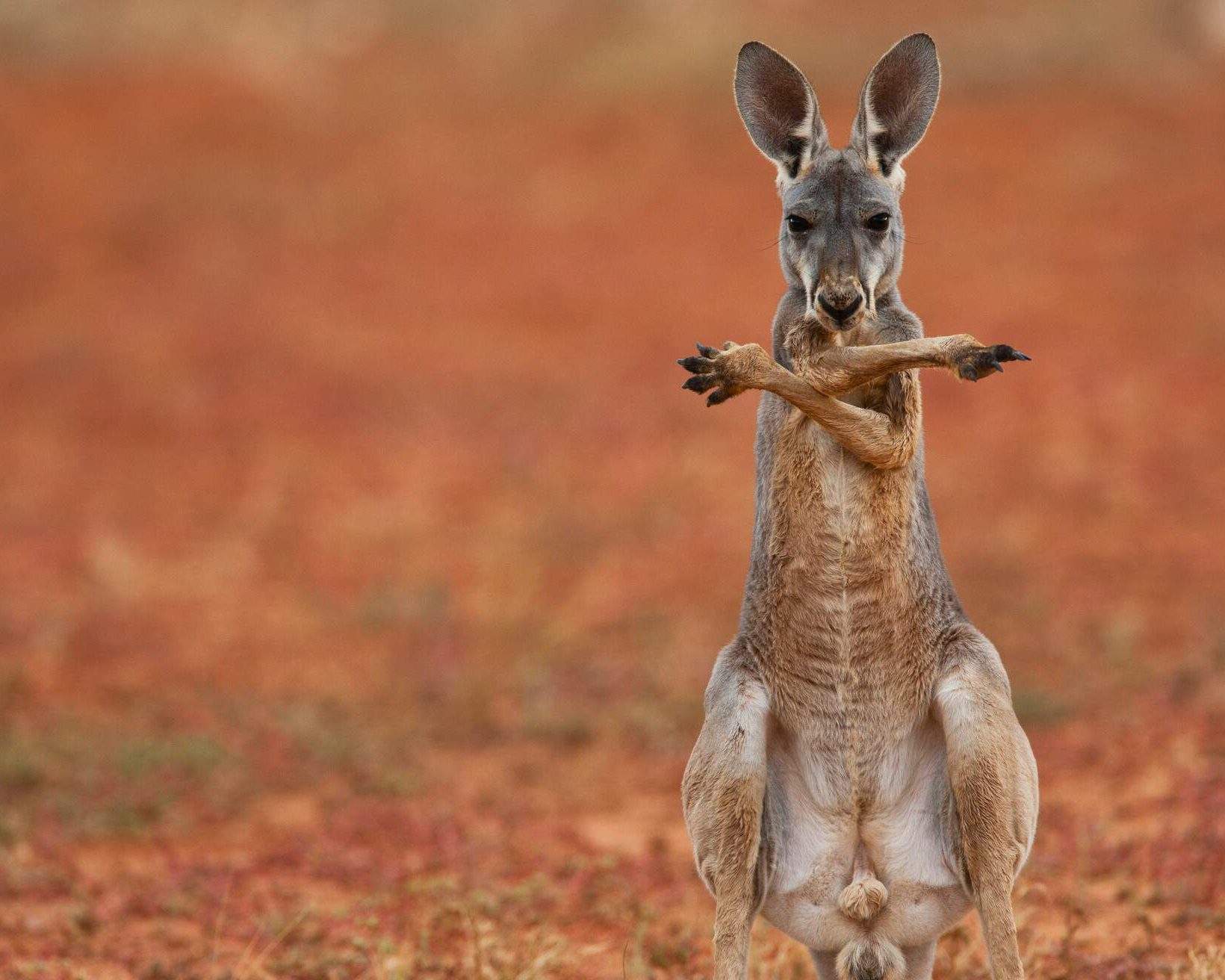 Incroyables et insolites : découvrez les animaux d'Australie | KAYAK