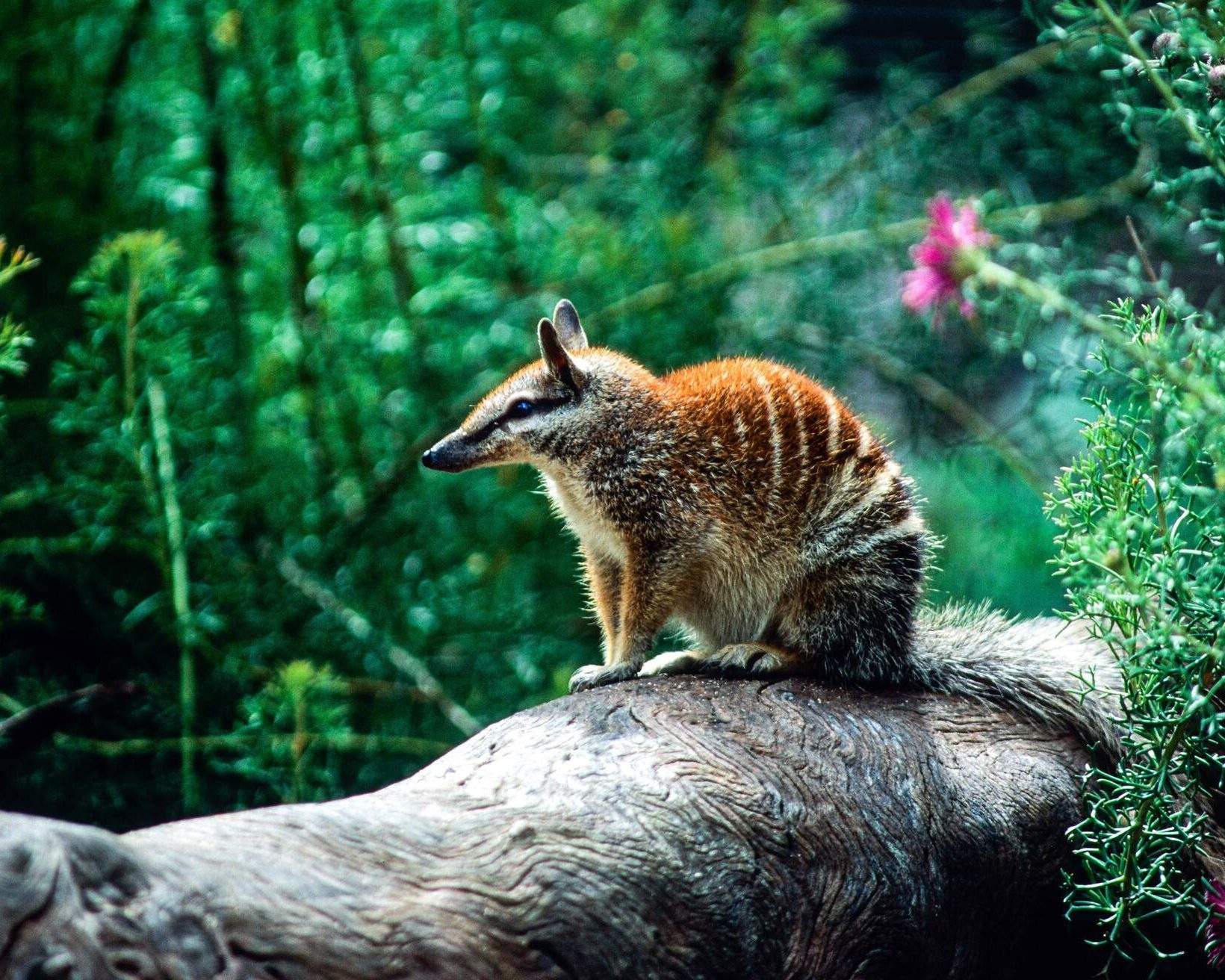Incroyables et insolites : découvrez les animaux d'Australie | KAYAK